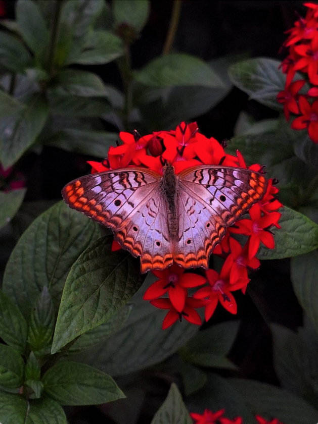 Deadline nearing for refuge’s photo contest - SANIBEL-CAPTIVA - Island ...